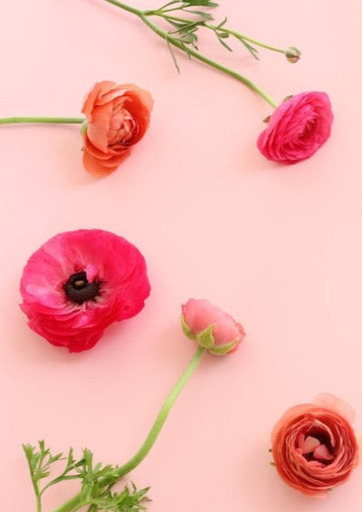 Whimsy Floral: DFW Area Texas Florist